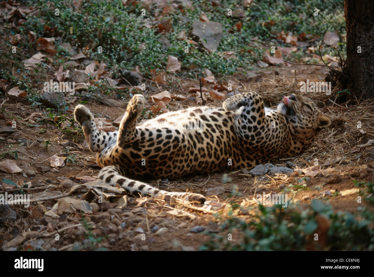 Leopard Rolling High Resolution Stock Photography and Images - Alamy