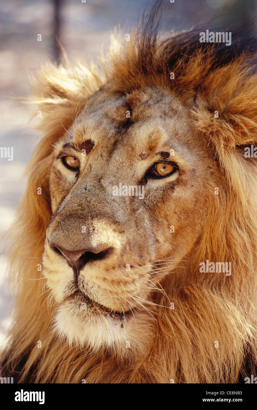 NPM 80875 : indian Lion face portrait close up Panthera Leo Felis Leo ...