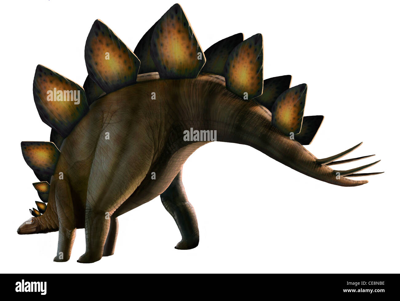 Stegosaurus hi-res stock photography and images - Alamy