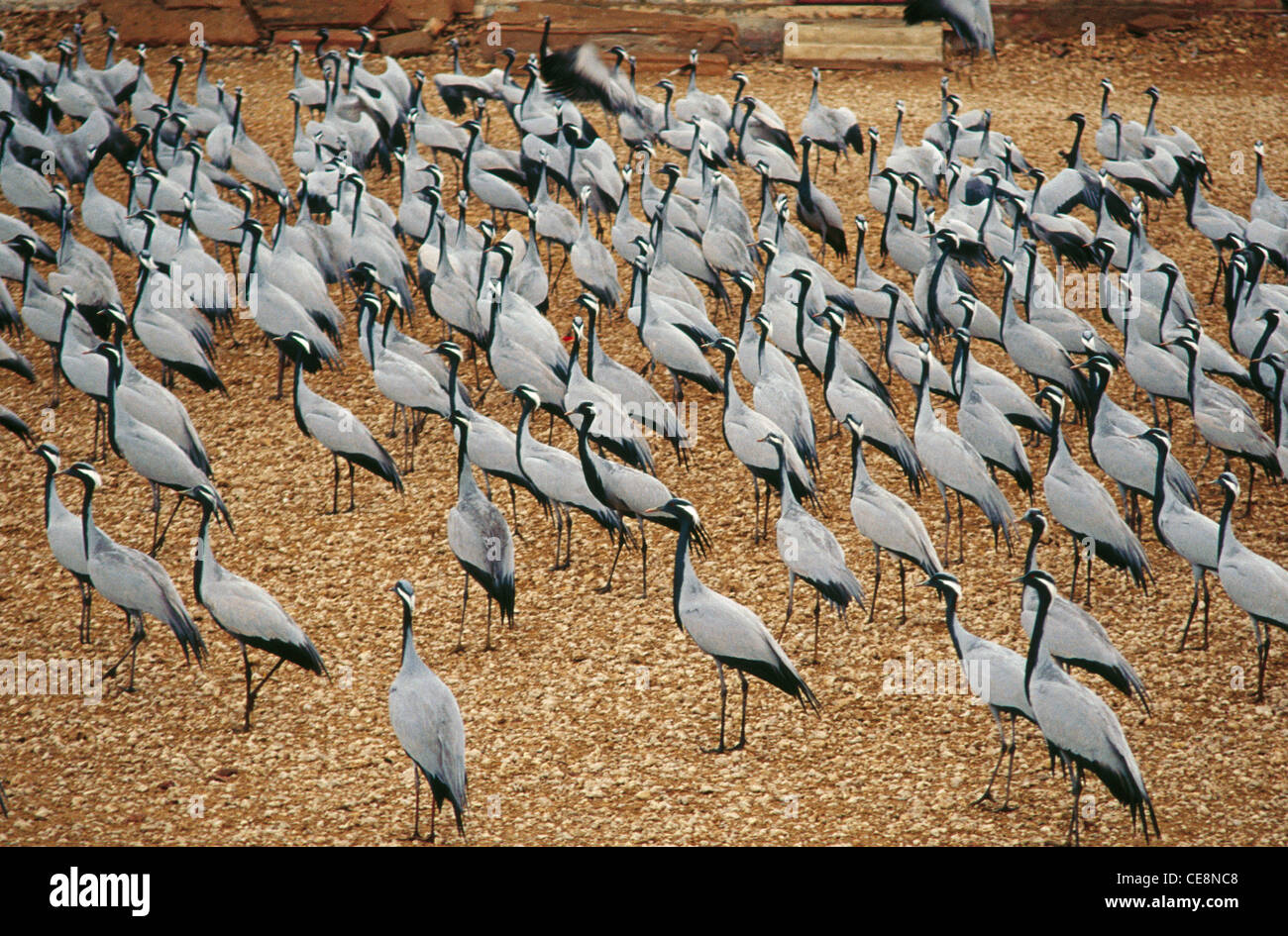 Khichan Bird Sanctuary High Resolution Stock Photography and Images - Alamy
