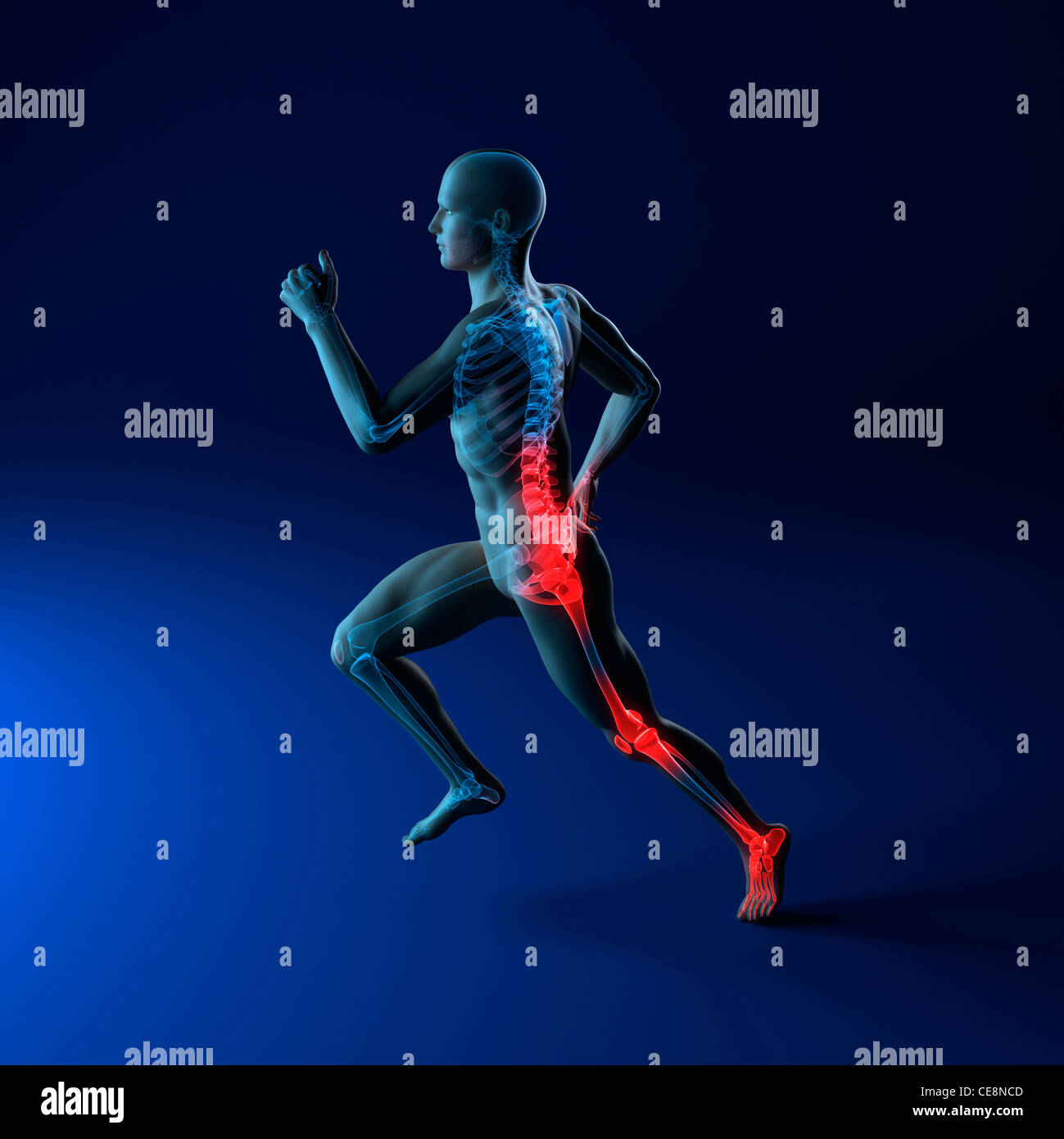 Male anatomy running hi-res stock photography and images - Alamy