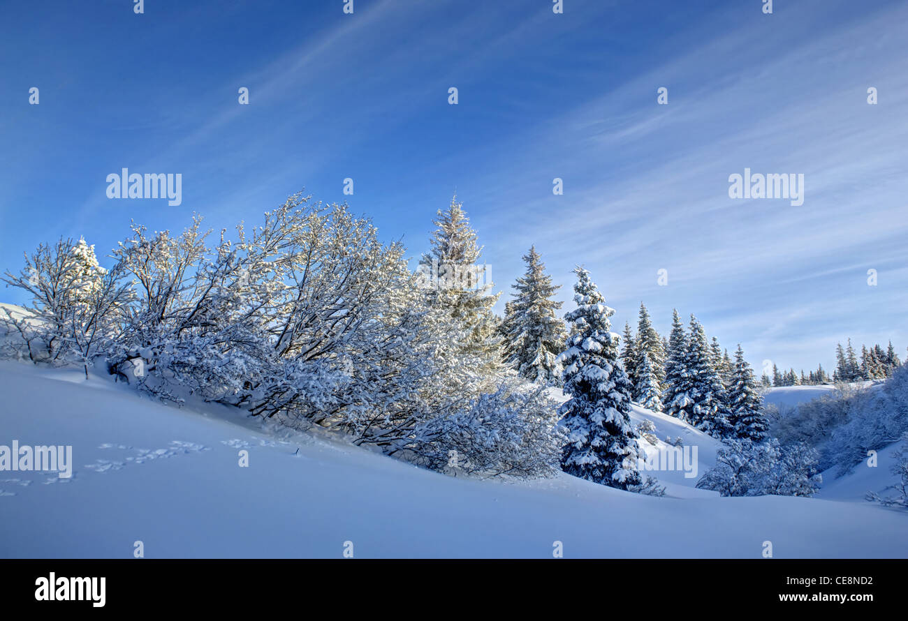 Snowy winter landscape in Alaska with hills, bushes and spruce trees ...