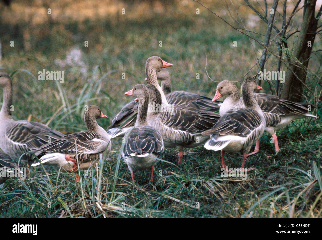 Birds , Greylag Goose , Anser Anser , Bharatpur bird sanctuary ...