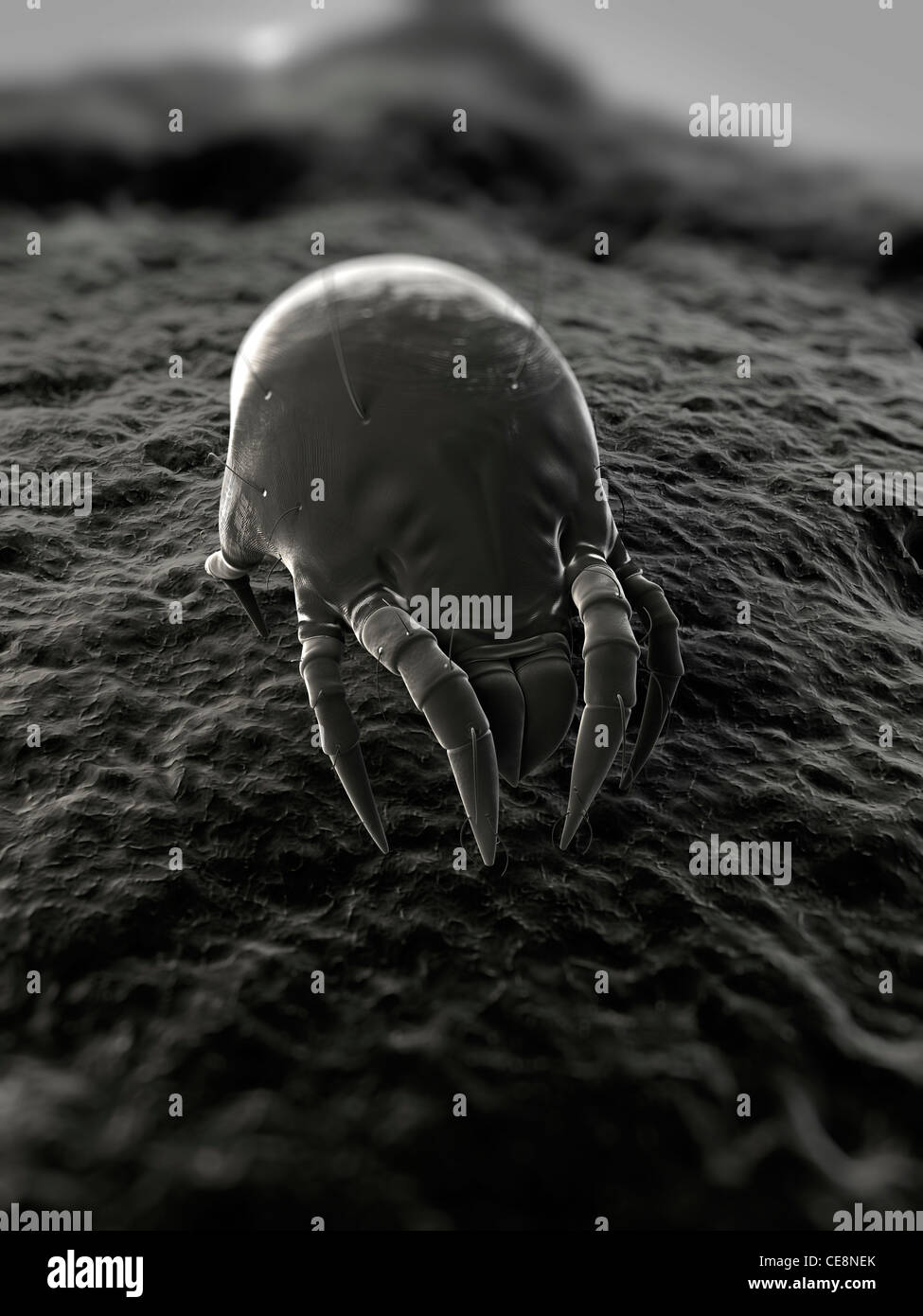 Dermatophagoides pteronyssinus hi-res stock photography and images - Alamy