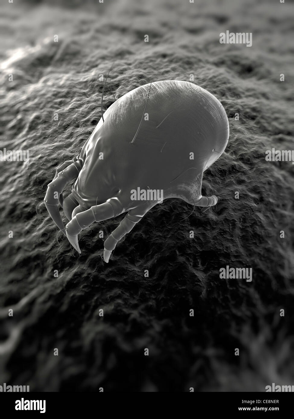 Dust mite. Computer artwork of a house dust mite (Dermatophagoides ...