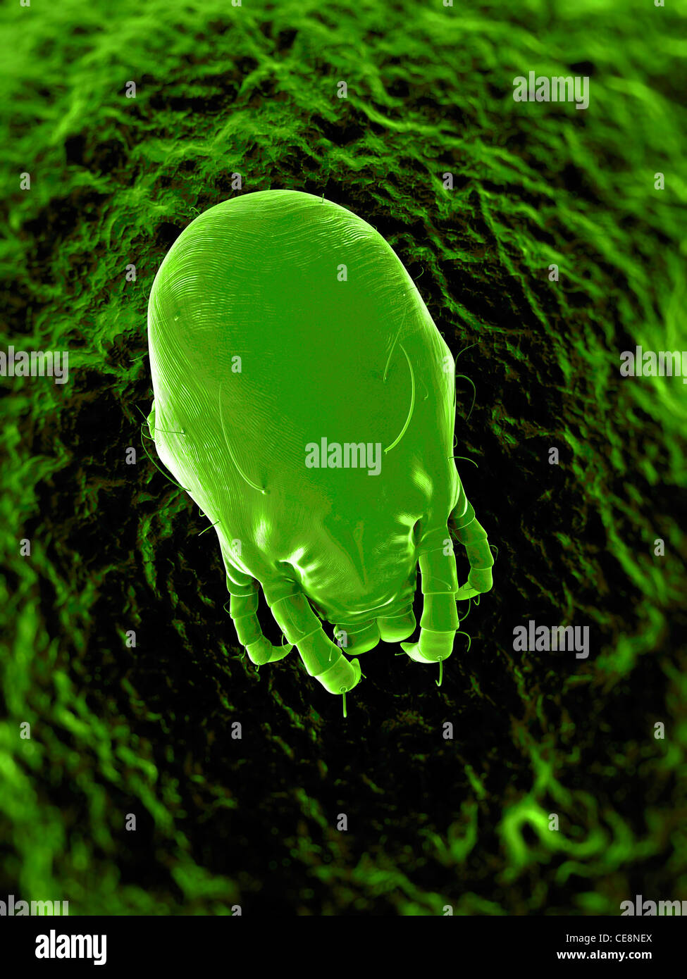 Dust mite. Computer artwork of a house dust mite (Dermatophagoides ...