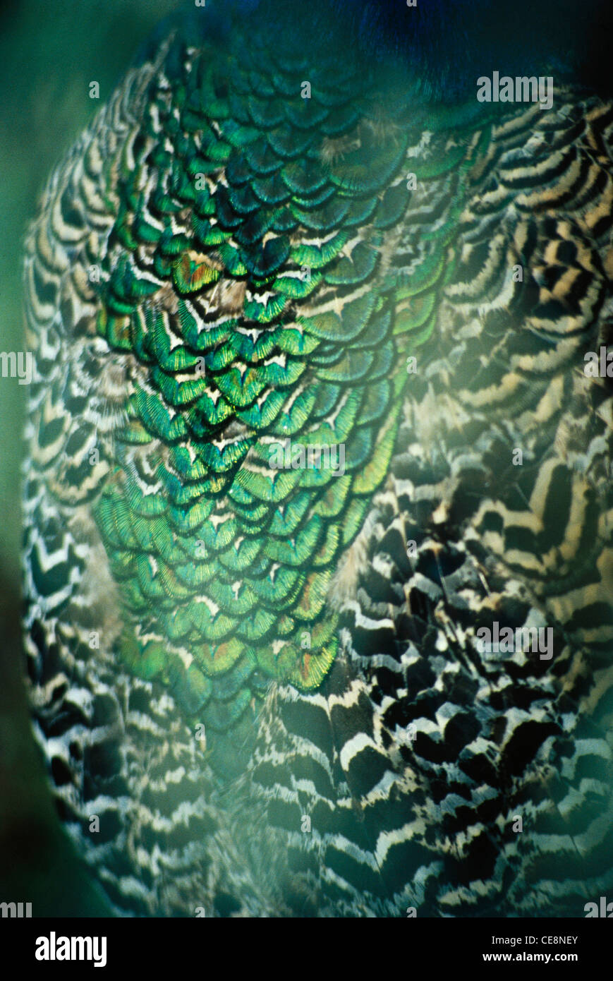 Bird peacock hi-res stock photography and images - Alamy