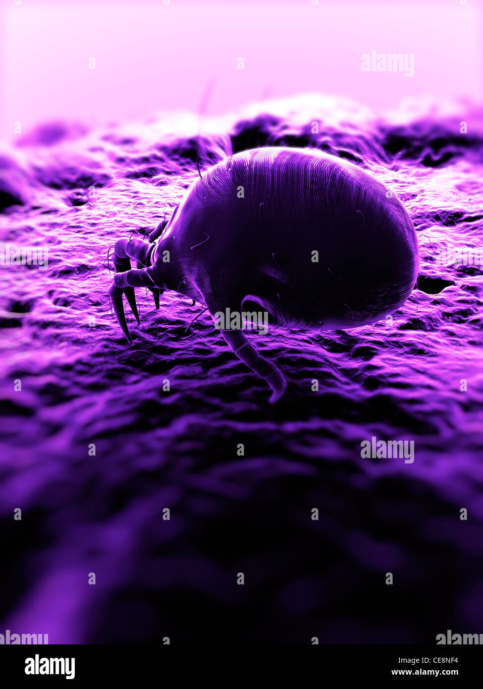 Dermatophagoides pteronyssinus hi-res stock photography and images - Alamy