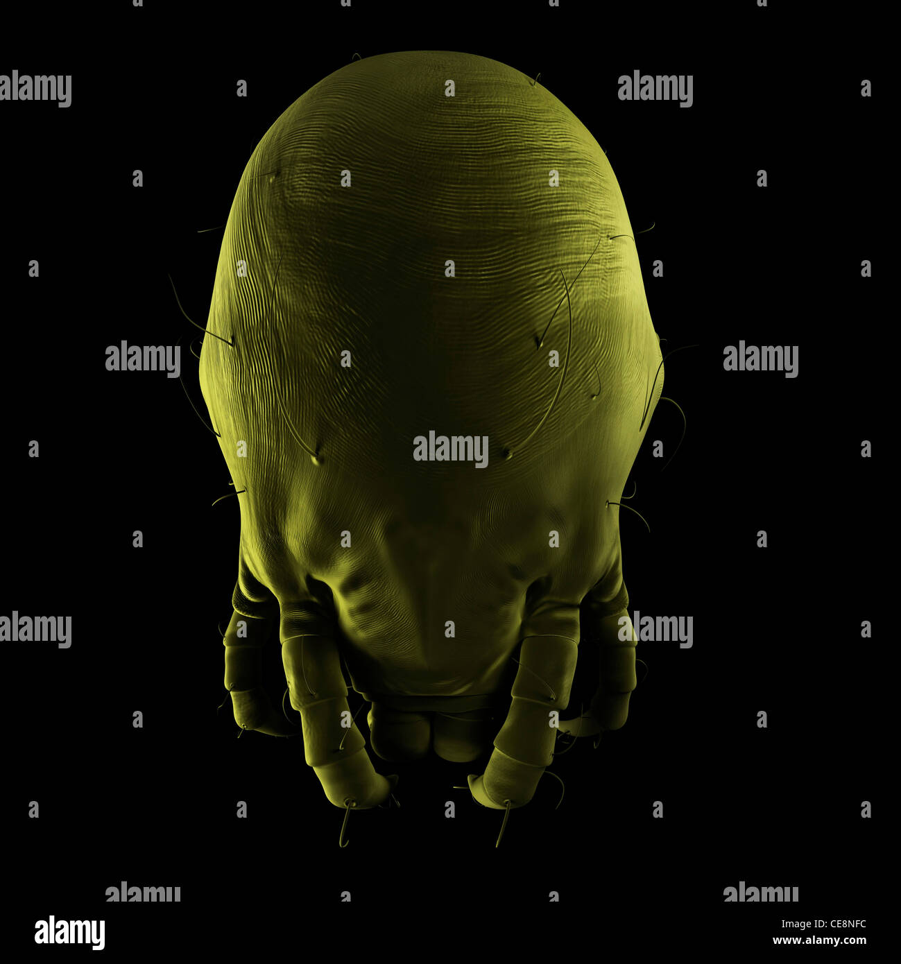 Dust mite. Computer artwork of a house dust mite (Dermatophagoides ...