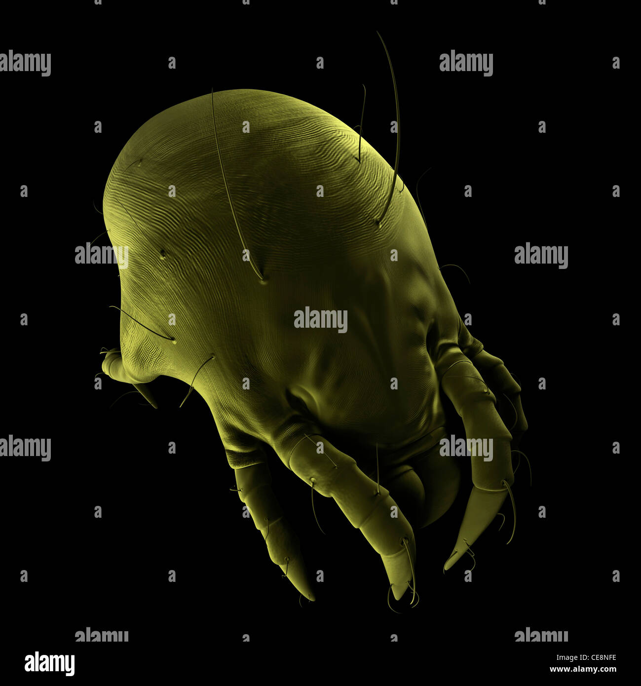 Dermatophagoides pteronyssinus hi-res stock photography and images - Alamy