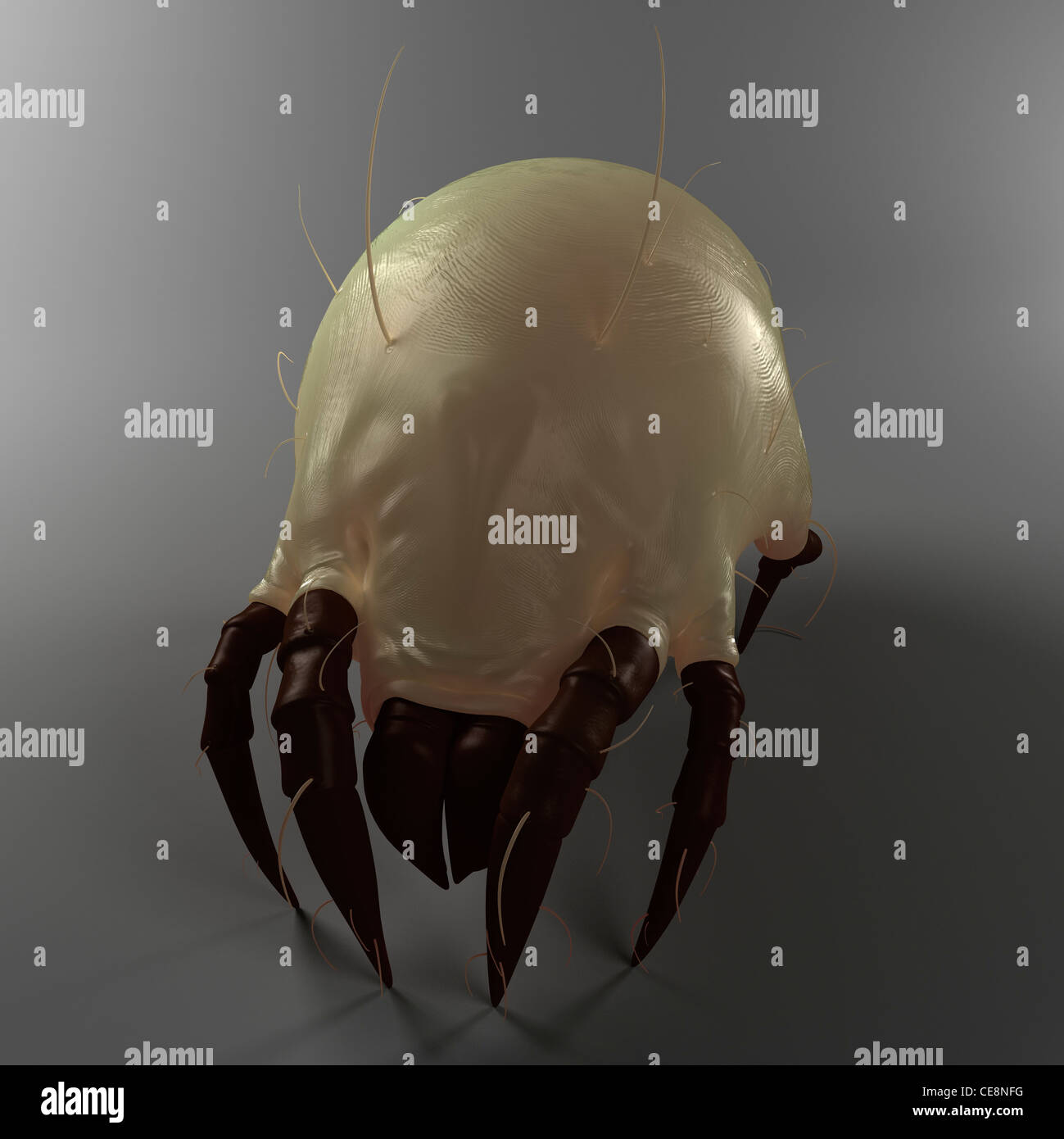 Dust mite. Computer artwork of a house dust mite (Dermatophagoides ...