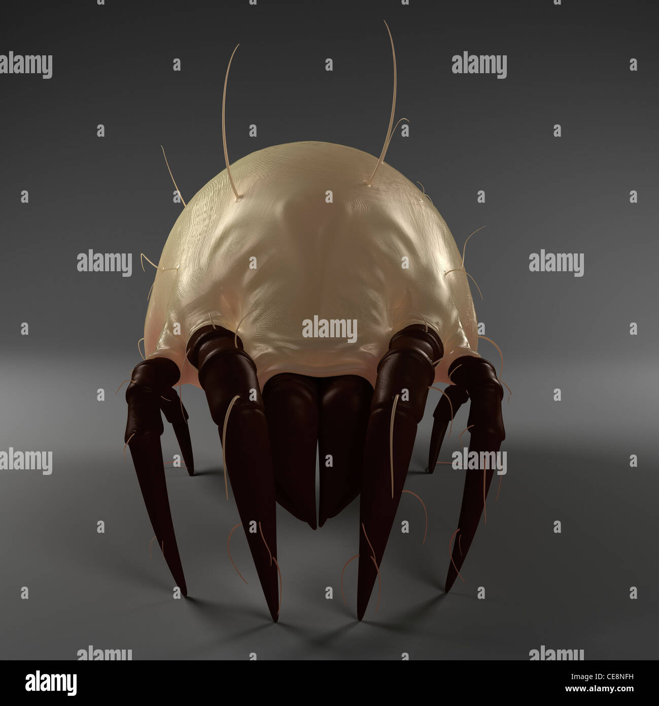 Dust mite. Computer artwork of a house dust mite (Dermatophagoides ...