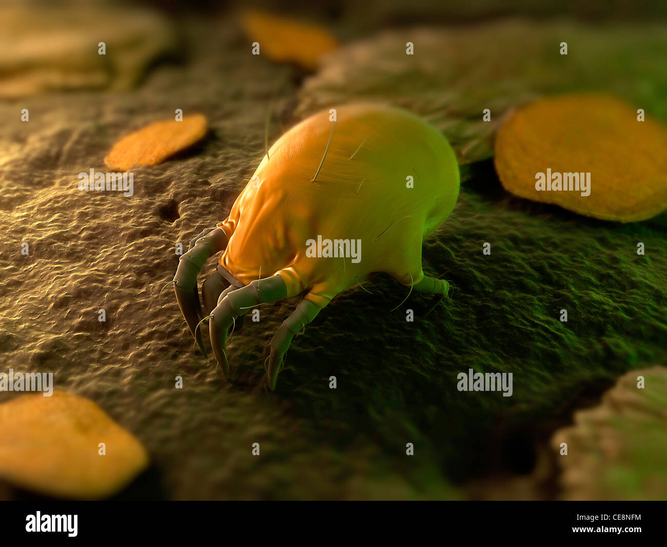 Dust mite scientific hi-res stock photography and images - Alamy