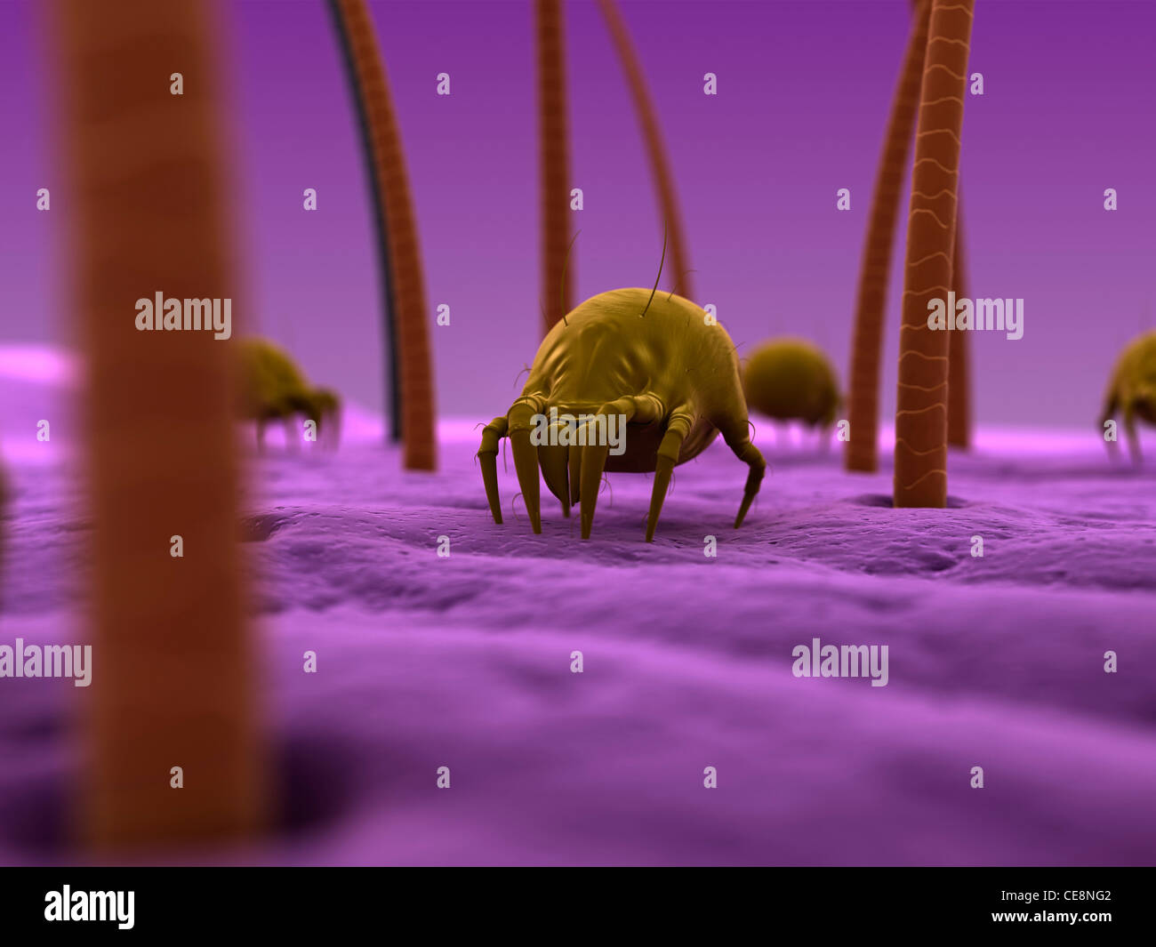 Dust mites. Computer artwork of house dust mites (Dermatophagoides ...