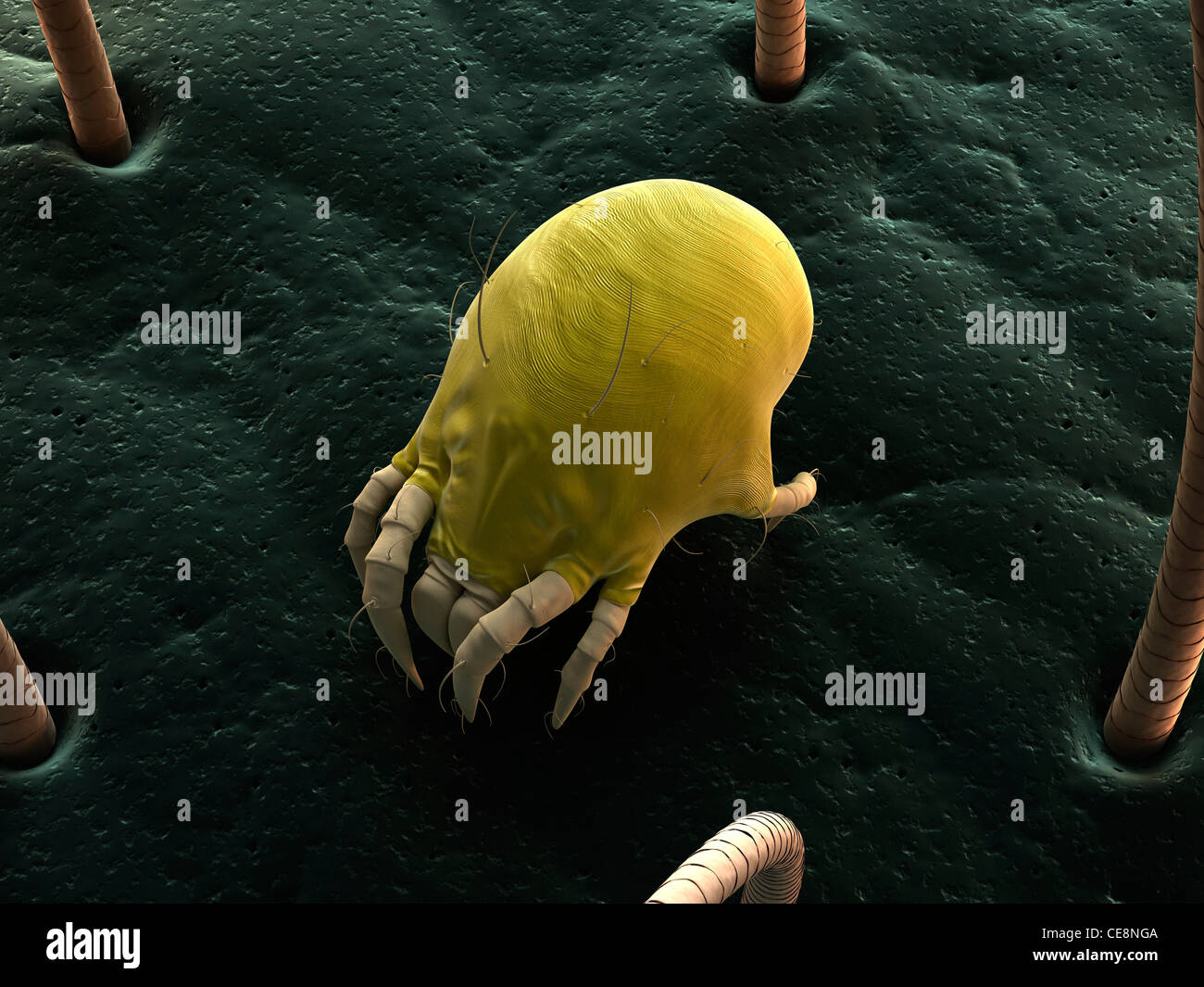 Dust mite. Computer artwork of a house dust mite (Dermatophagoides ...