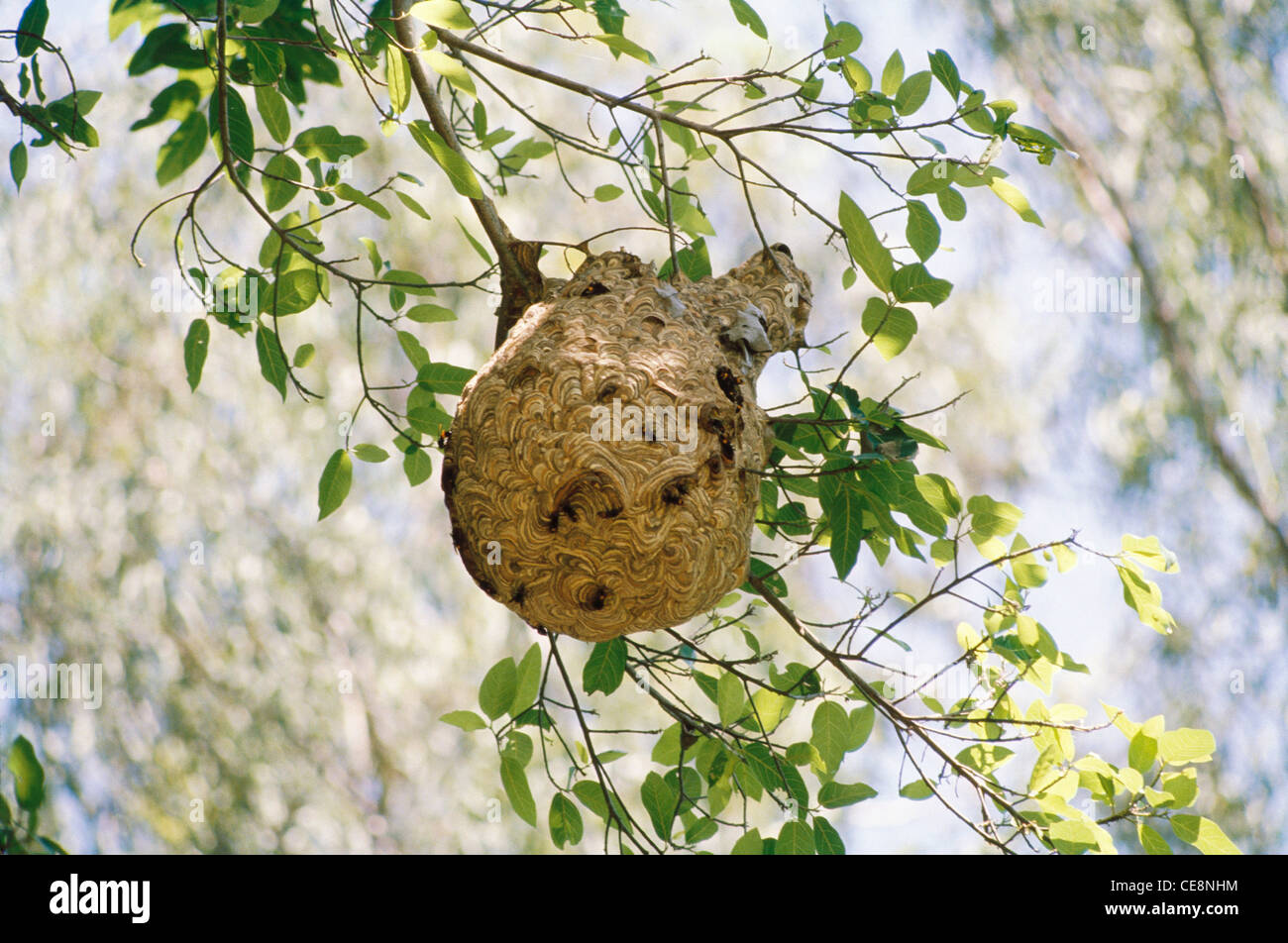 Wasp nest , wasps nest , india , asia Stock Photo - Alamy