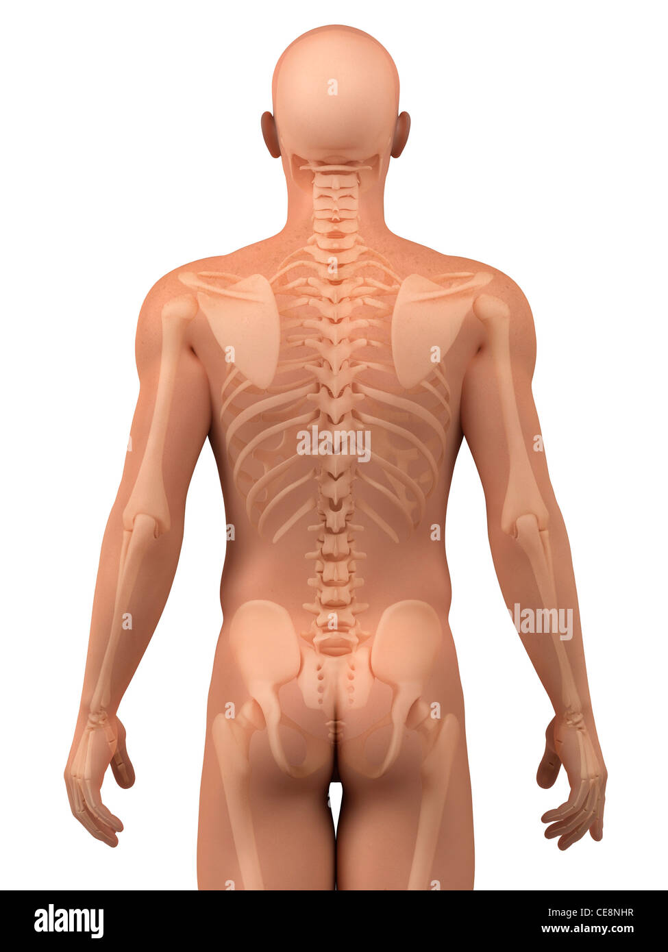 Bone structure of the upper body hi-res stock photography and images - Alamy