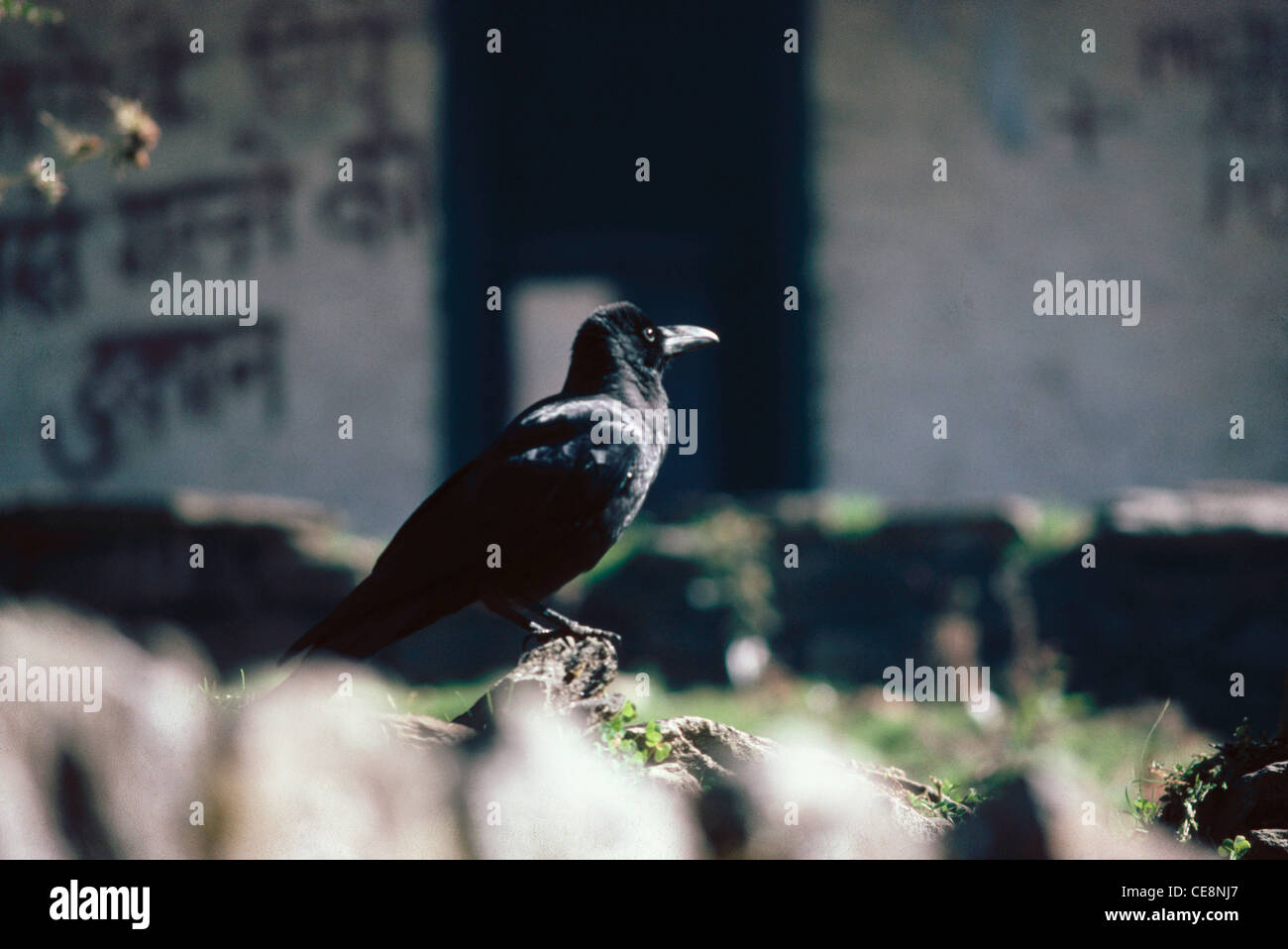 Indian Bird , Jungle Crow , large billed crow , Corvus Macrorhynchos , india , asia Stock Photo ...
