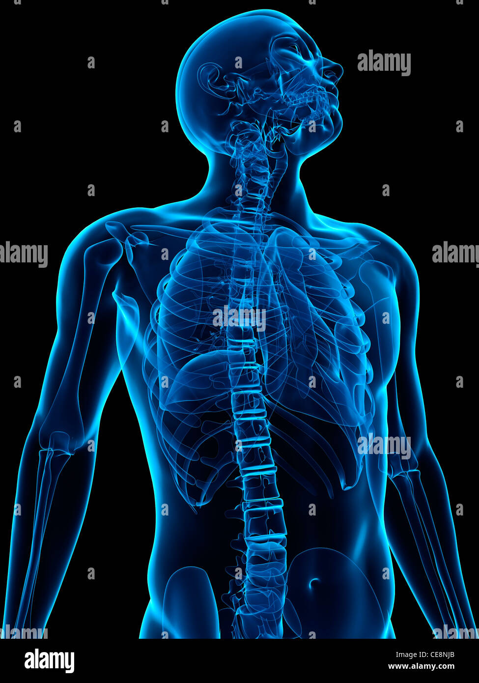 Upper body bones, computer artwork Stock Photo - Alamy
