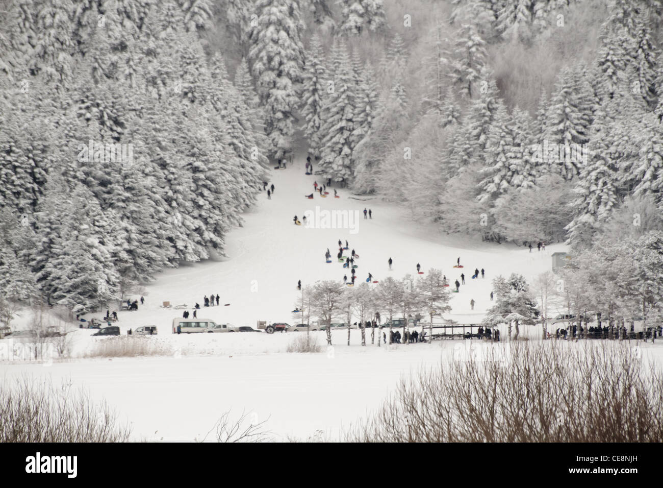 Daytime view of a forest under snow in the winter Stock Photo - Alamy