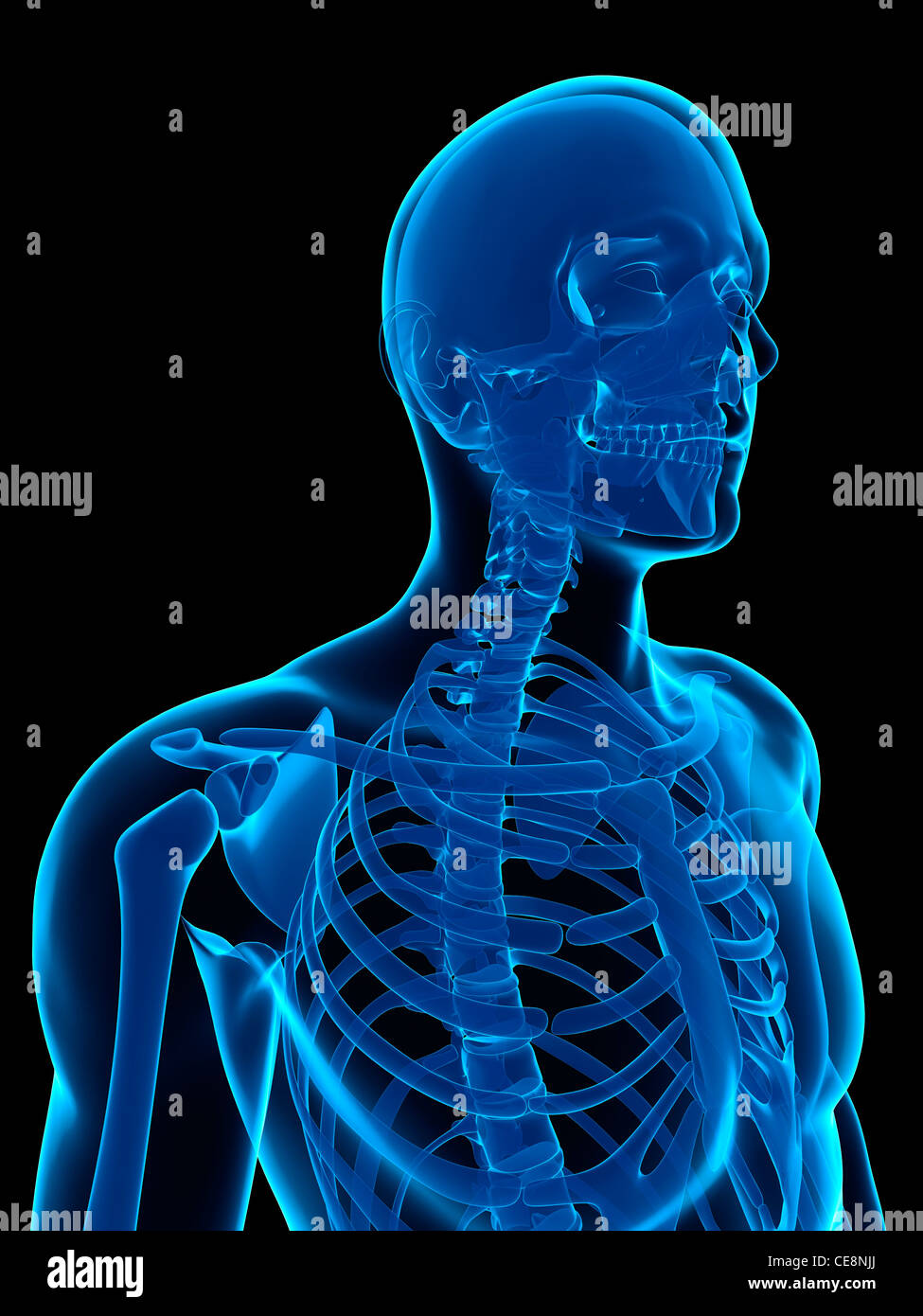 Upper body bone structure hi-res stock photography and images - Alamy