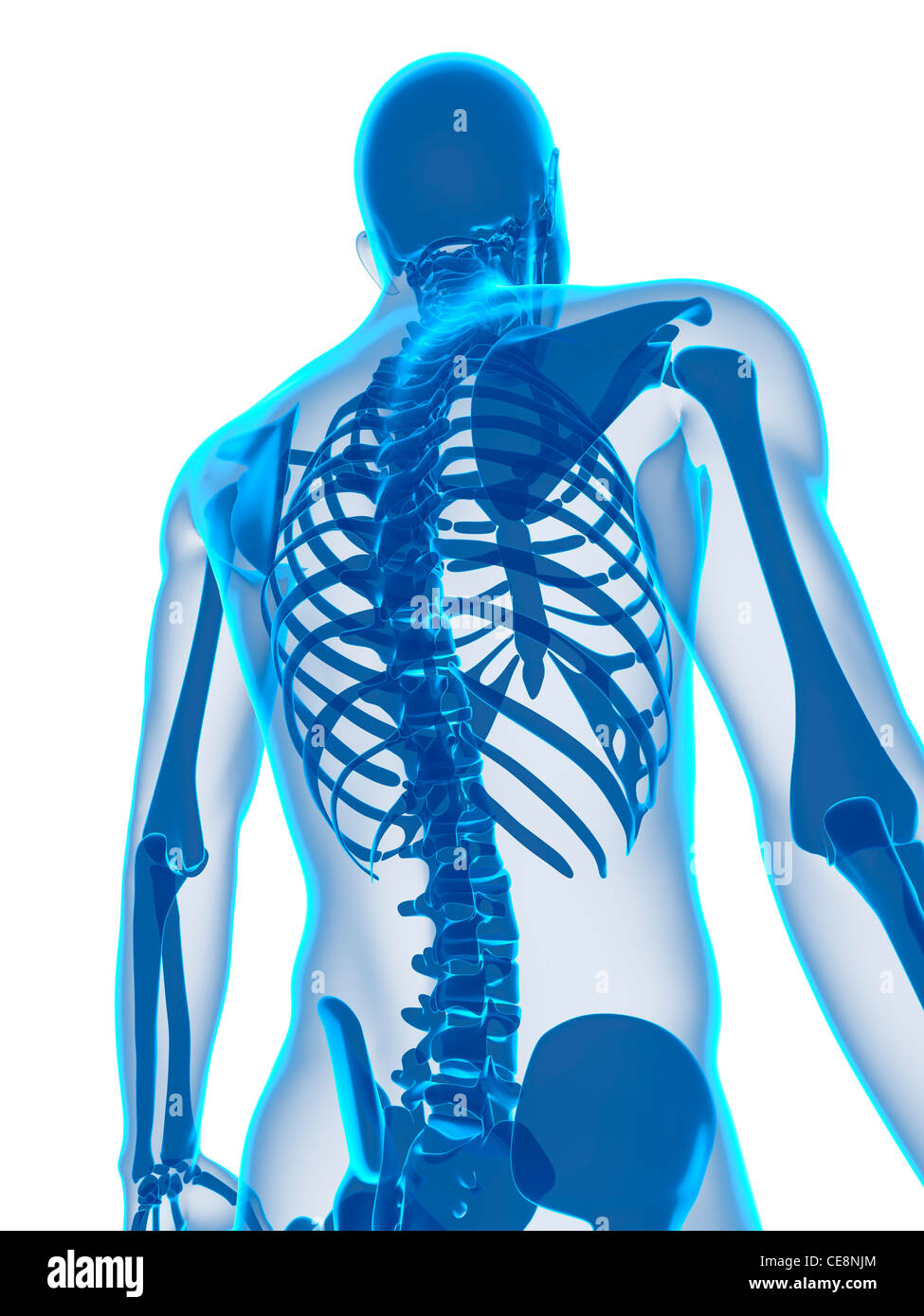 Upper body bones, computer artwork Stock Photo - Alamy