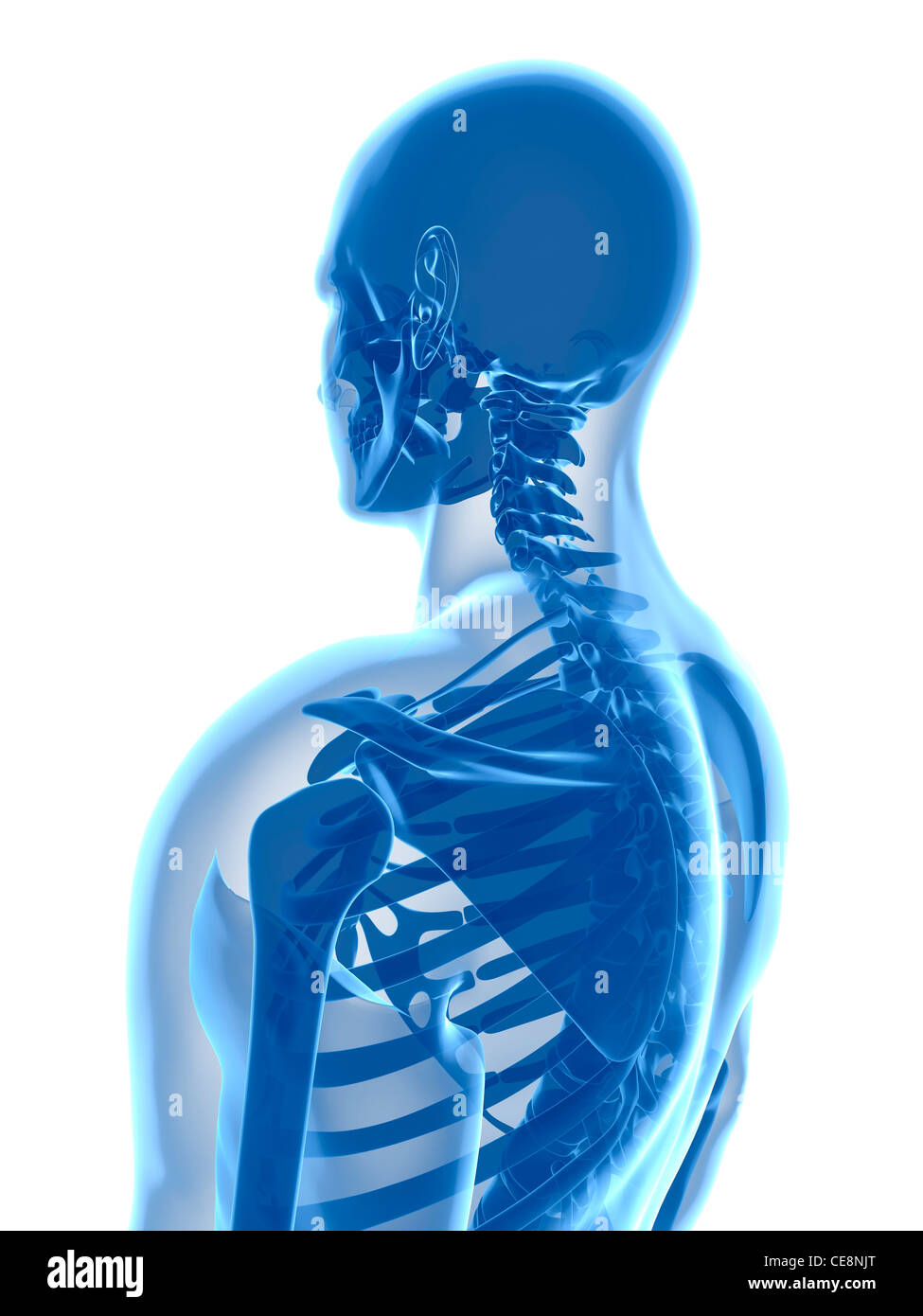 Upper body bones, computer artwork Stock Photo - Alamy
