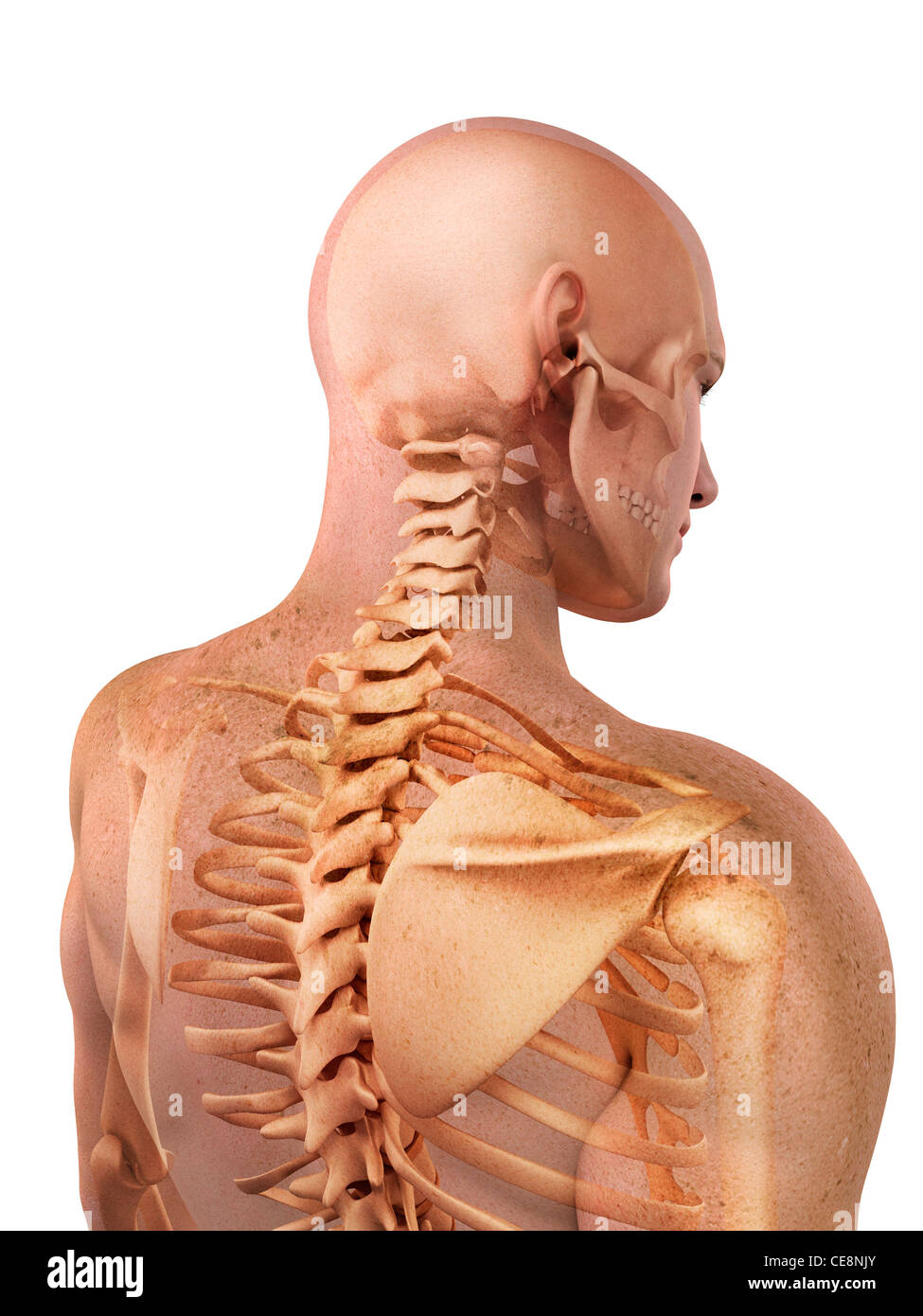 Upper body bones, computer artwork Stock Photo - Alamy