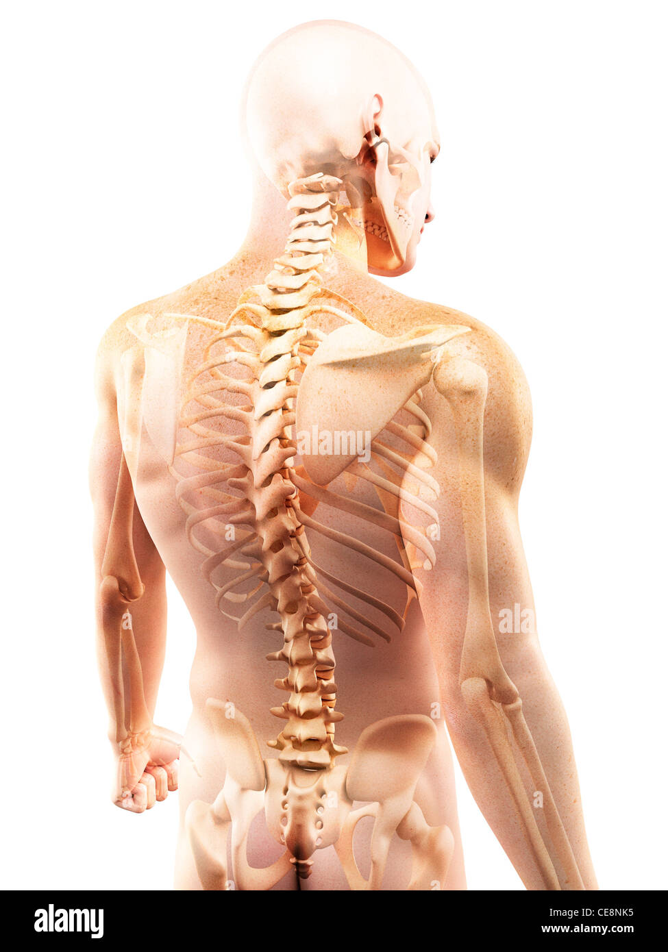 Shoulder bones drawing hi-res stock photography and images - Alamy