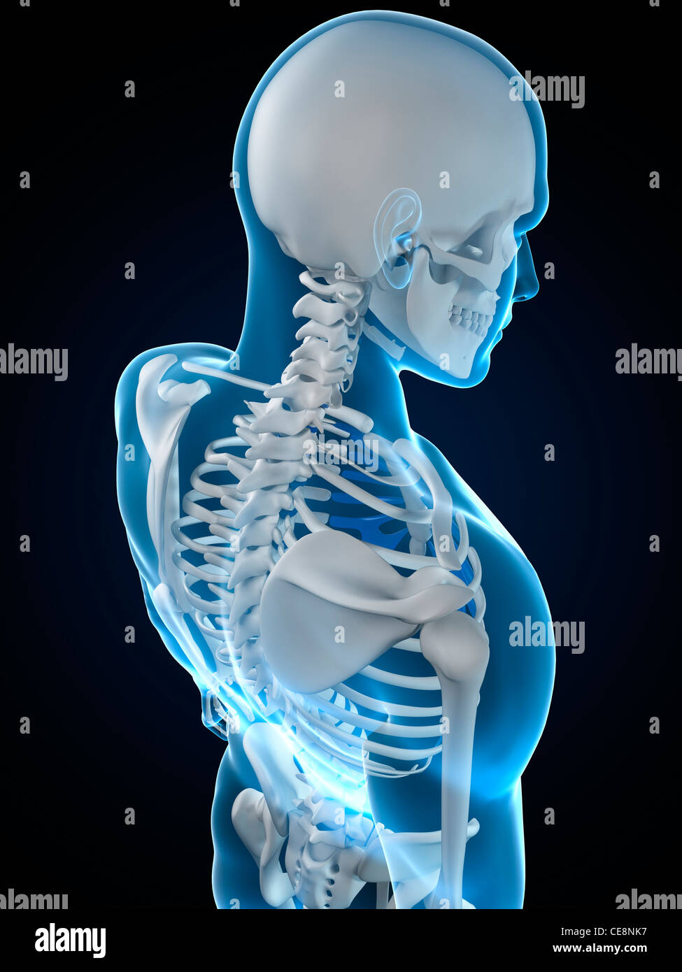 Upper body bones, computer artwork Stock Photo - Alamy