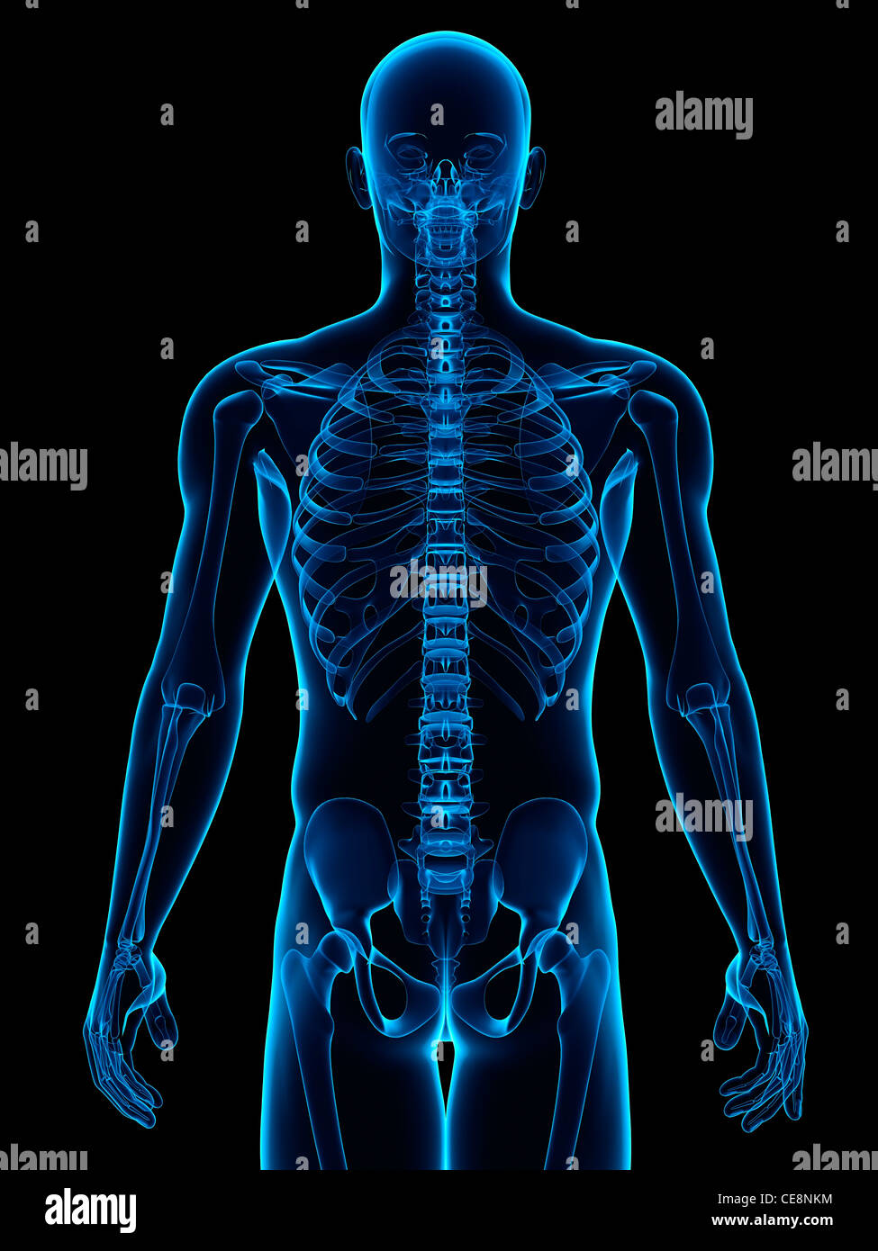 Upper body bones, computer artwork Stock Photo - Alamy