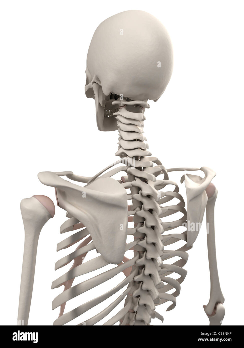 Skeleton, computer artwork Stock Photo - Alamy