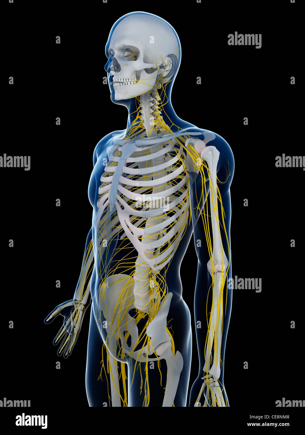 Human nervous system, computer artwork Stock Photo - Alamy