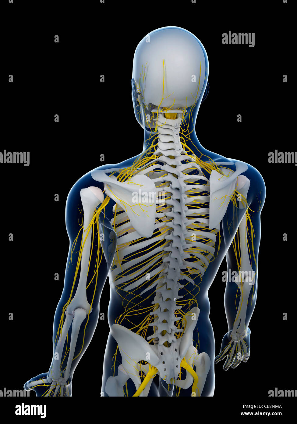 Human nervous system, computer artwork Stock Photo - Alamy