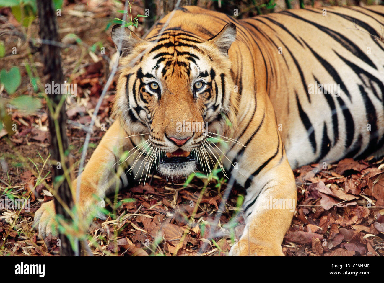 Tiger crouching ; Panthera Tigris ; Bandhavgarh national park , Madhya ...