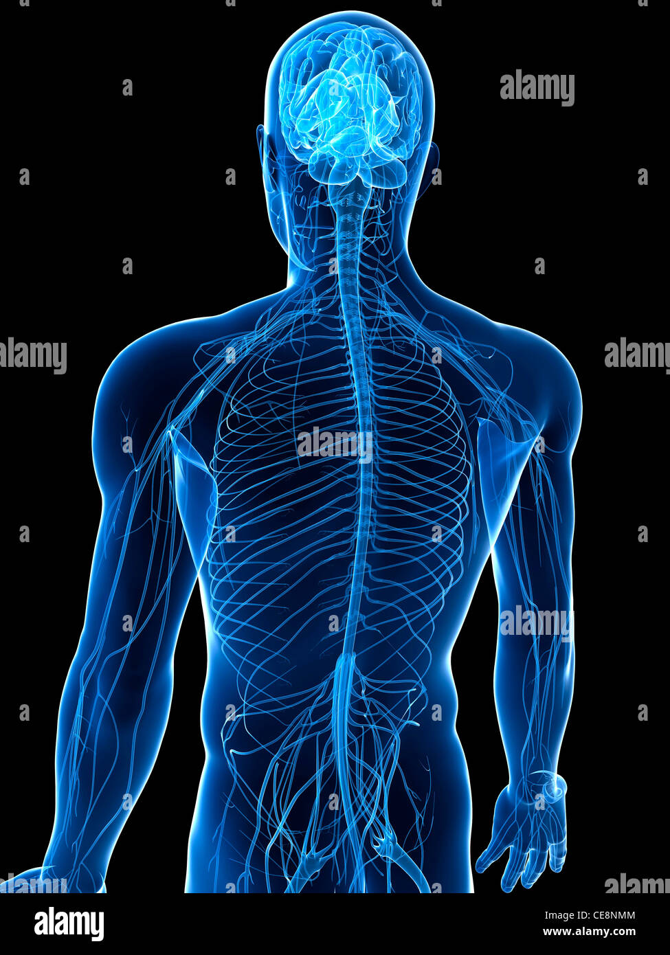 Human nervous system, computer artwork Stock Photo - Alamy