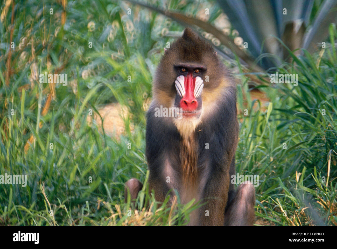 Mandrill Baboon , Mandrillus sphinx ; India , asia Stock Photo - Alamy