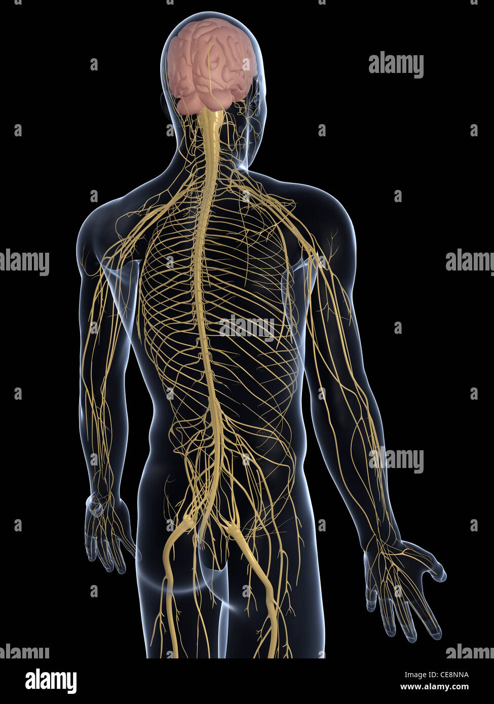 Human nervous system, computer artwork Stock Photo - Alamy