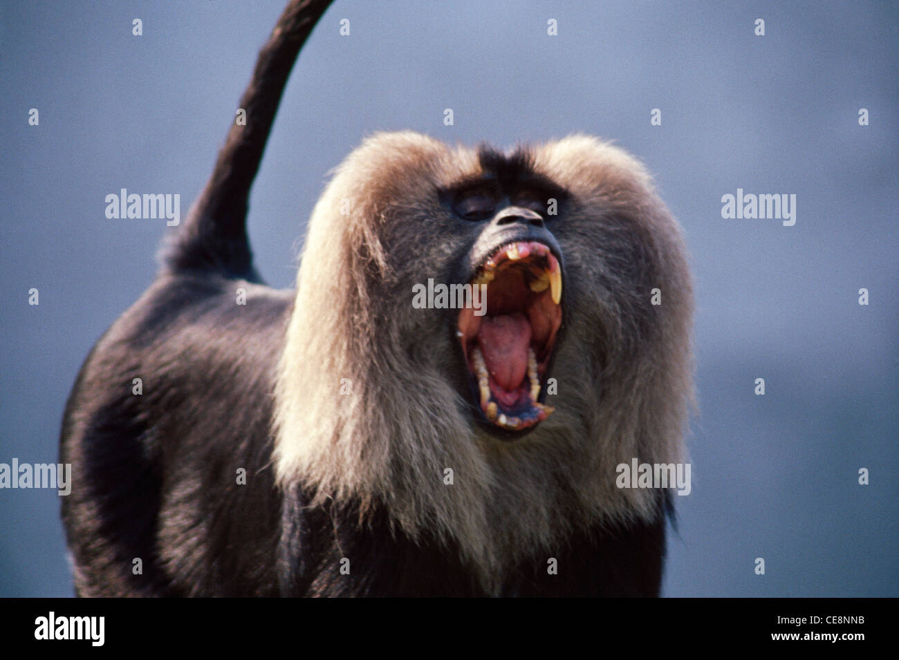 Roaring monkey hi-res stock photography and images - Alamy