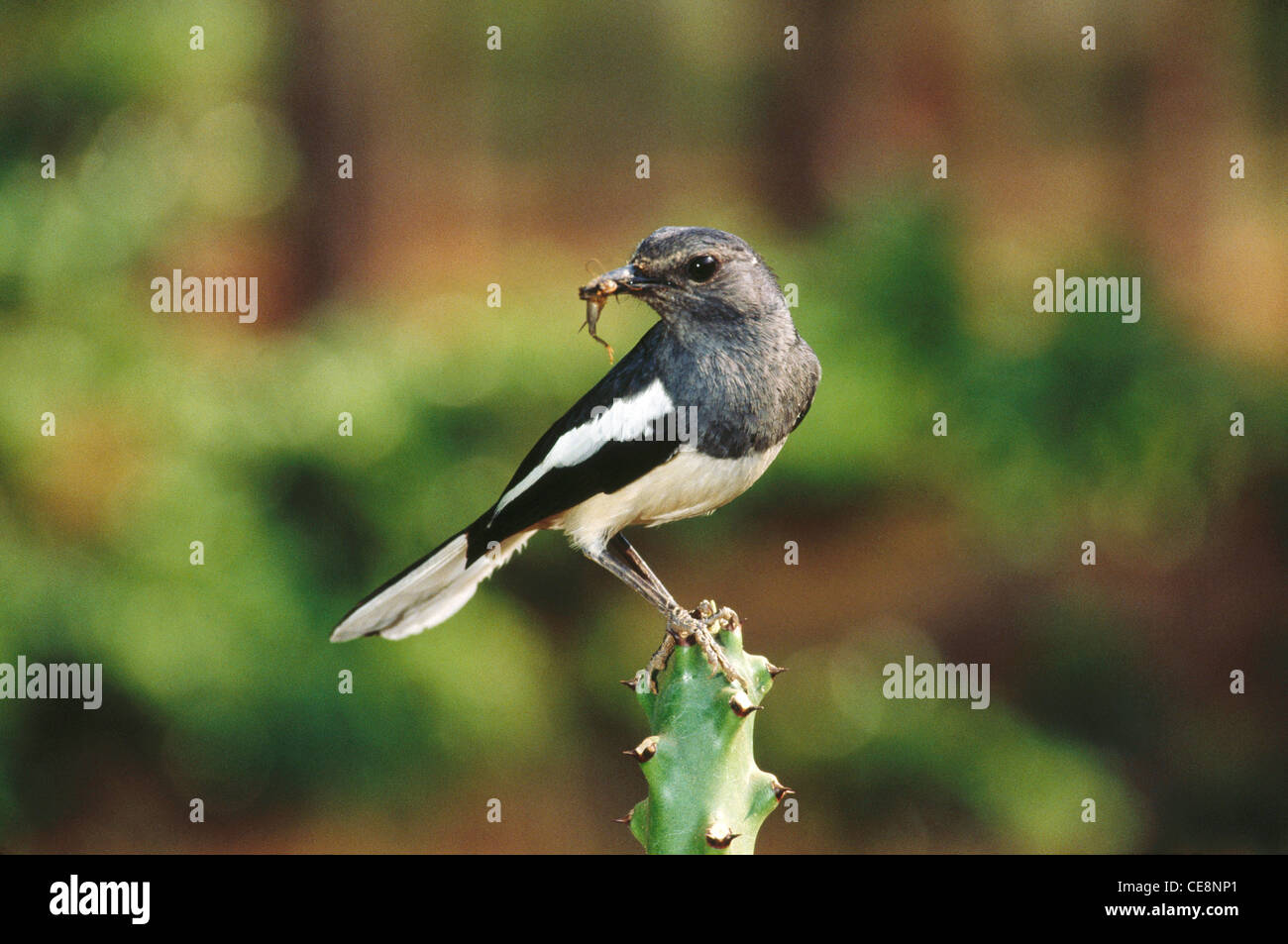 Copsychus saularis female hi-res stock photography and images - Alamy