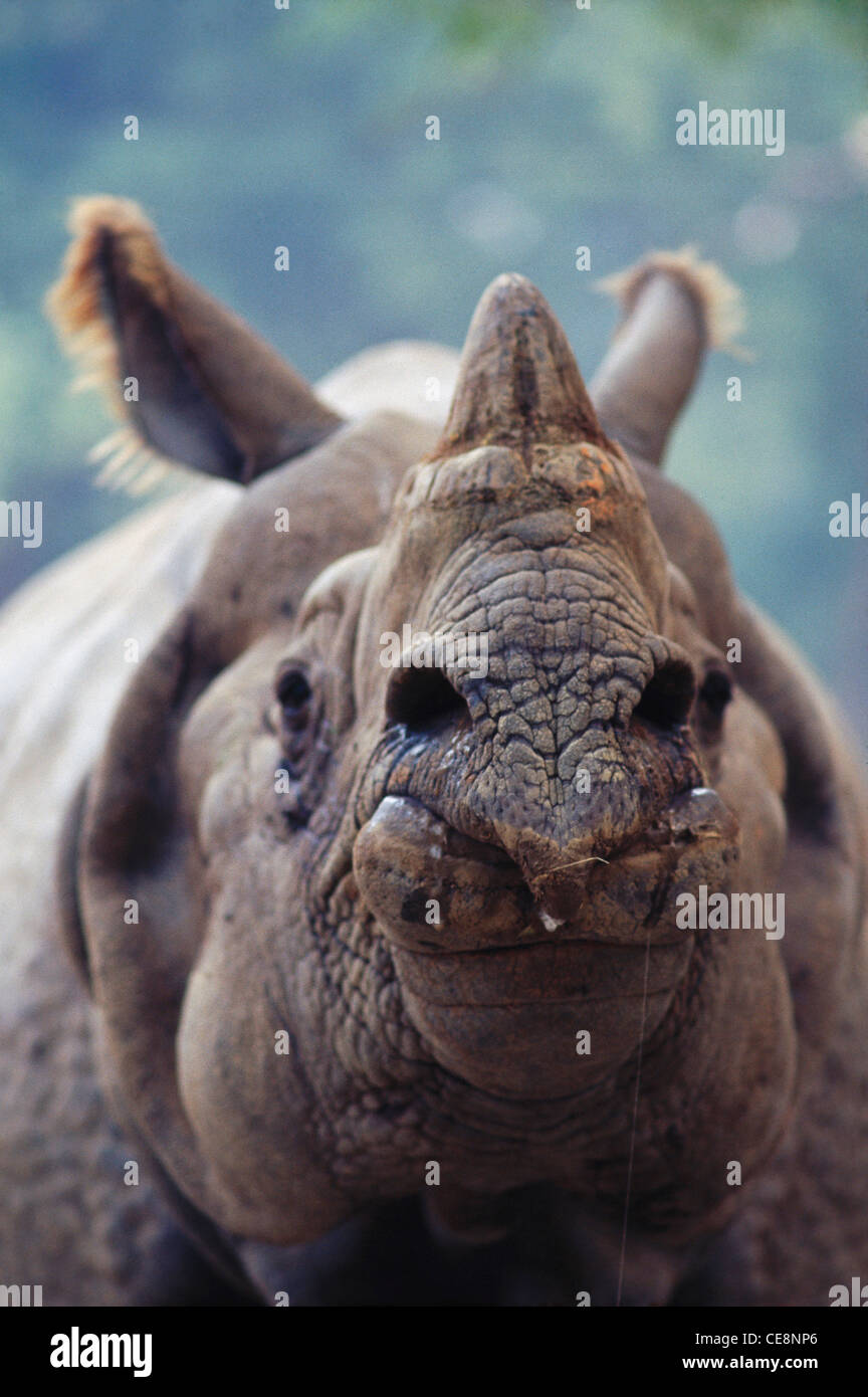 One Horn Rhino face close up looking at camera Rhinoceros Kanpur Zoo ...