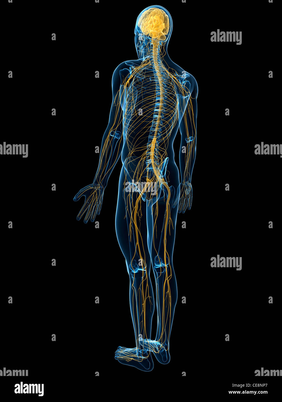 Human nervous system, computer artwork Stock Photo - Alamy