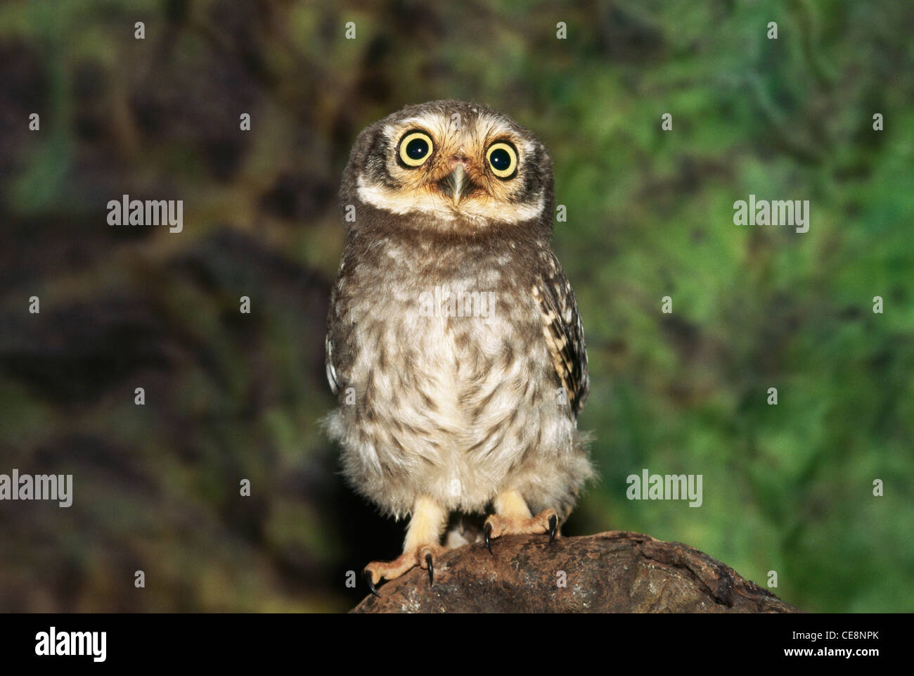 Birds , Owlets , Spotted Owlet , Athene brama , India , asia Stock ...