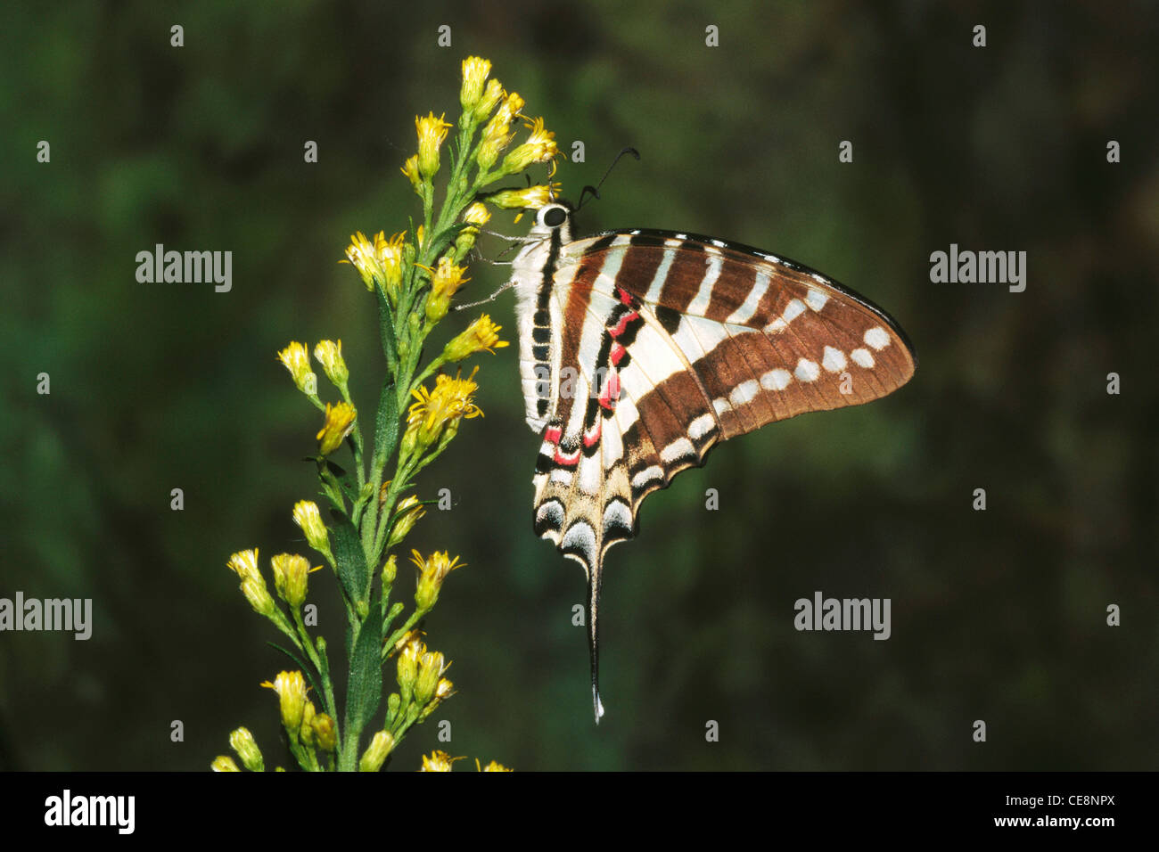 Butterfly , Spot Swordtail , Graphium nomius , india , asia Stock Photo ...