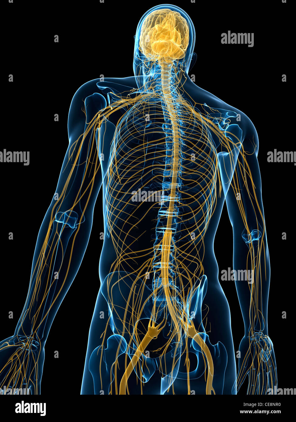 Human nervous system, computer artwork Stock Photo - Alamy