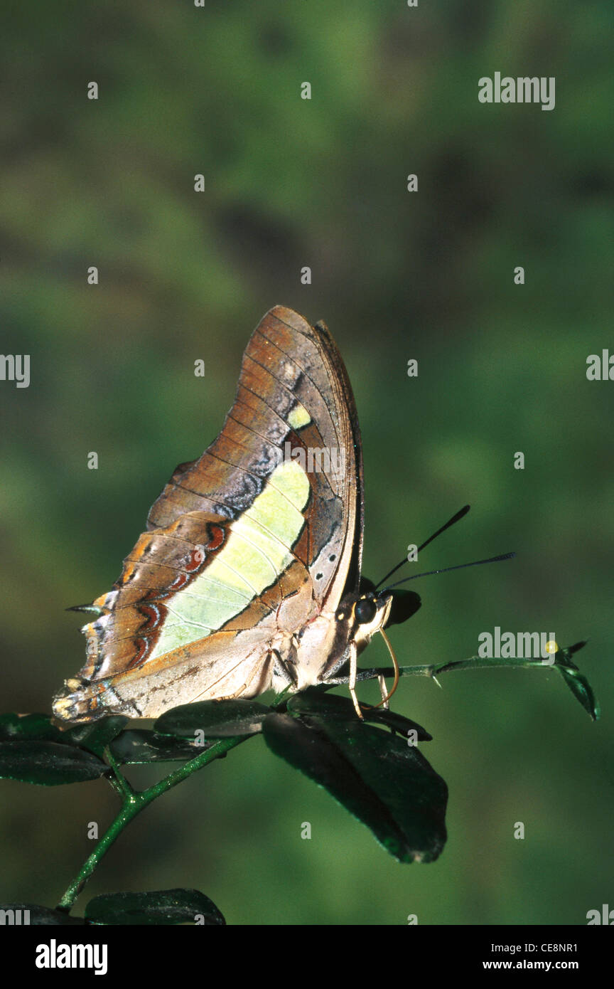 Indian common nawab hi-res stock photography and images - Alamy