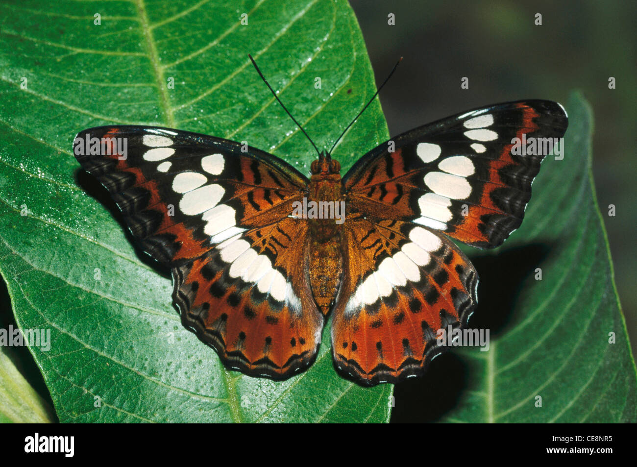 Butterfly , Indian , Commander , Moduza Procris , india , asia Stock ...