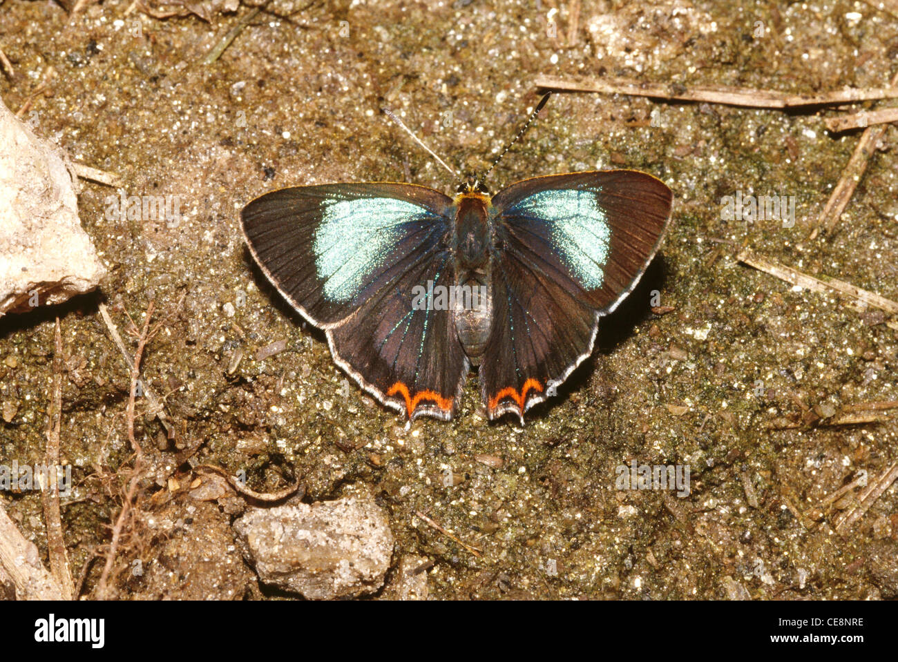 Sapphire butterfly flying hi-res stock photography and images - Alamy
