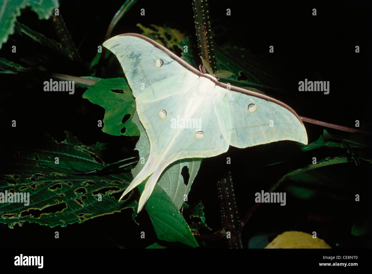 IKA 80183 : Insects , Butterfly , Moth , Wild Silk Moth , Moon Moth ...