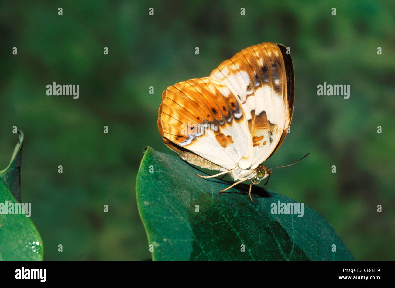 Cupha butterfly hi-res stock photography and images - Alamy